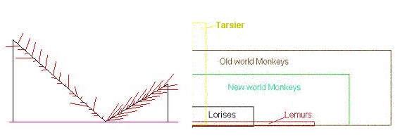 Diversification - Biology Online Archive Article