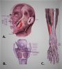 Muscles of the Apes – a thwack on human muscle evolution - Biology ...