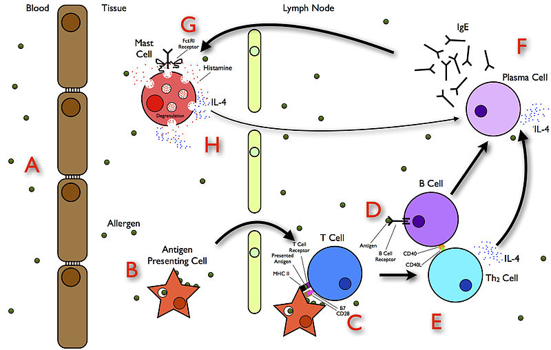 Pathobiology of allergy and its most severe form, anaphylaxis - Biology ...