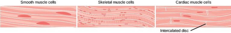 Smooth muscle Definition and Examples - Biology Online Dictionary