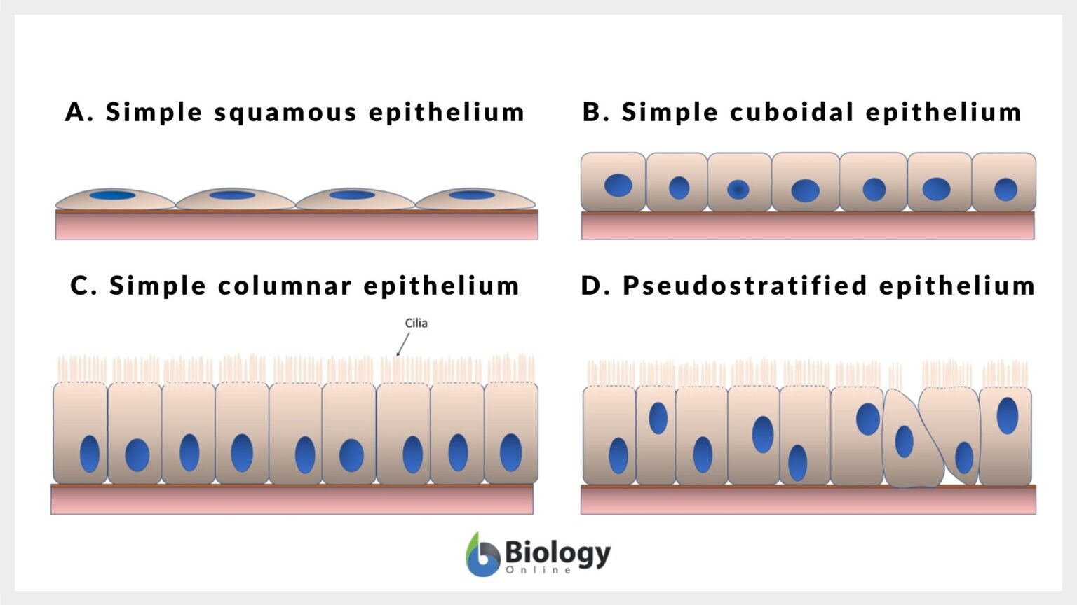 Simple squamous epithelium - Definition and Examples - Biology Online ...