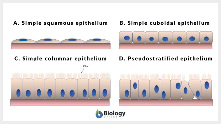 Simple squamous epithelium - Definition and Examples - Biology Online ...