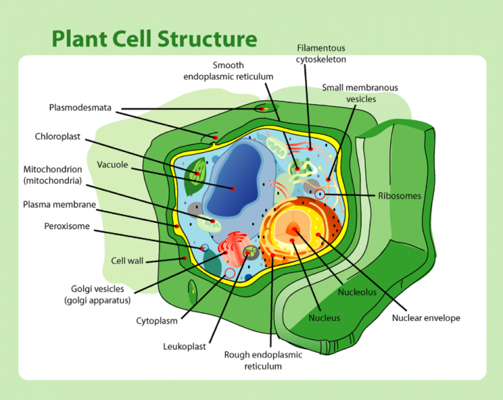 Eukaryote - Definition and Examples - Biology Online Dictionary