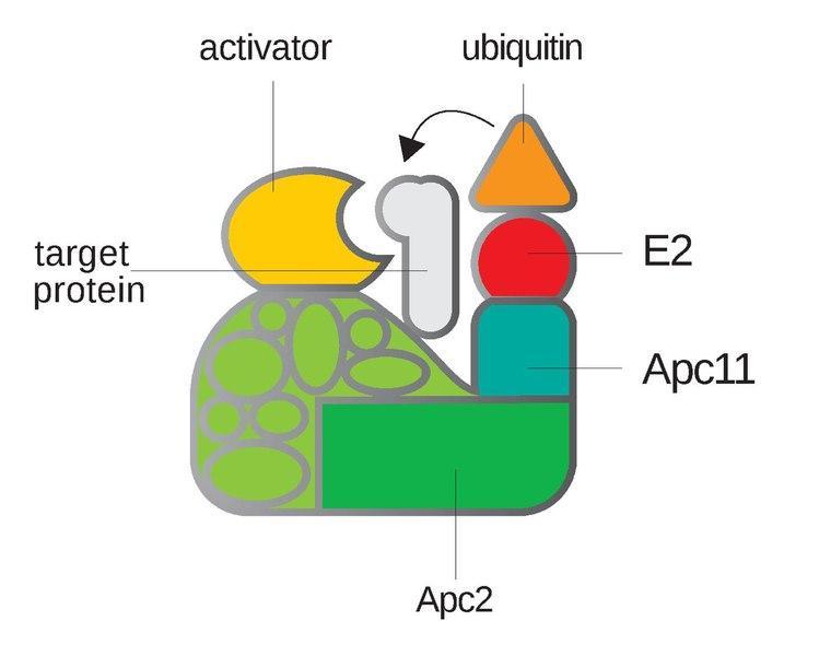 Anaphase Definition and Examples - Biology Online Dictionary