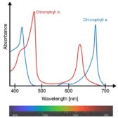 Chlorophyll Definition and Examples - Biology Online Dictionary