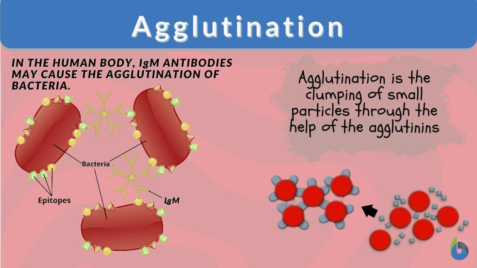 Agglutination - Definition and Examples - Biology Online Dictionary