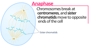 Anaphase Definition and Examples - Biology Online Dictionary