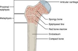 Bone matrix - Definition and Examples - Biology Online Dictionary