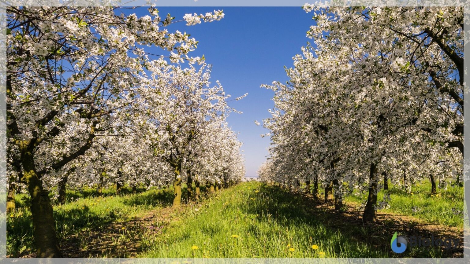 Vascular plants Definition and Examples - Biology Online Dictionary