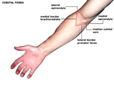 Antecubital fossa - Definition and Examples - Biology Online Dictionary