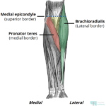 Antecubital fossa - Definition and Examples - Biology Online Dictionary