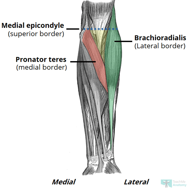 Antecubital fossa - Definition and Examples - Biology Online Dictionary