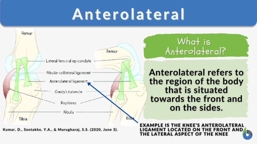 Anterolateral - Definition and Examples - Biology Online Dictionary