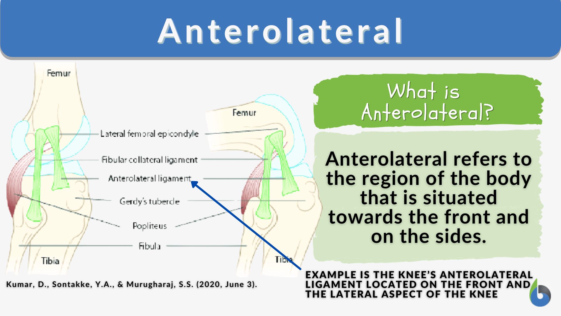 Anterolateral - Definition and Examples - Biology Online Dictionary