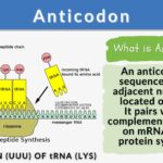 Anticodon - Definition and Examples - Biology Online Dictionary