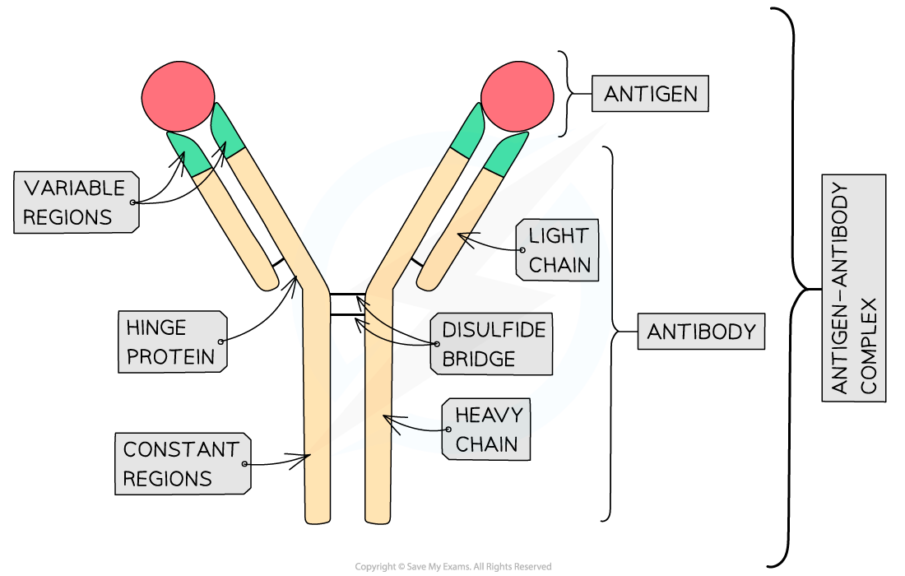 Antigen Antibody Diagram Antigen Antibody Diagram