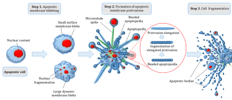 Fragmentation - Definition and Examples - Biology Online Dictionary