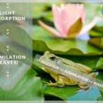 Assimilation - Definition and Examples - Biology Online Dictionary