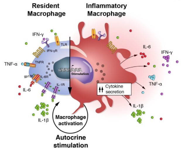 Autocrine signaling - Definition and Examples - Biology Online Dictionary Autocrine signaling - Definition and Examples - Biology Online Dictionary