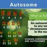 Autosomes