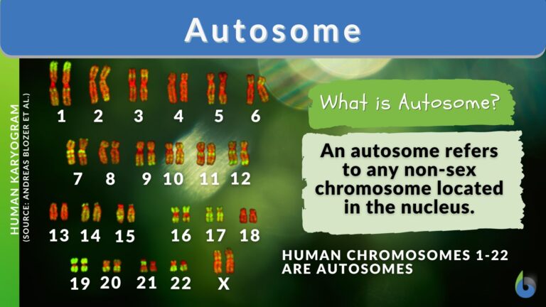 Autosome - Definition and Examples - Biology Online Dictionary