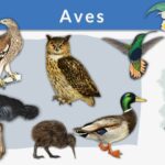 Aves - Definition and Examples - Biology Online Dictionary