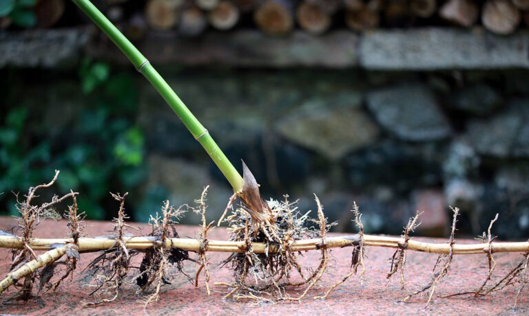 Rhizome - Definition and Examples - Biology Online Dictionary