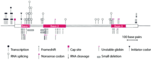 Nonsense mutation - Definition and Examples - Biology Online Dictionary