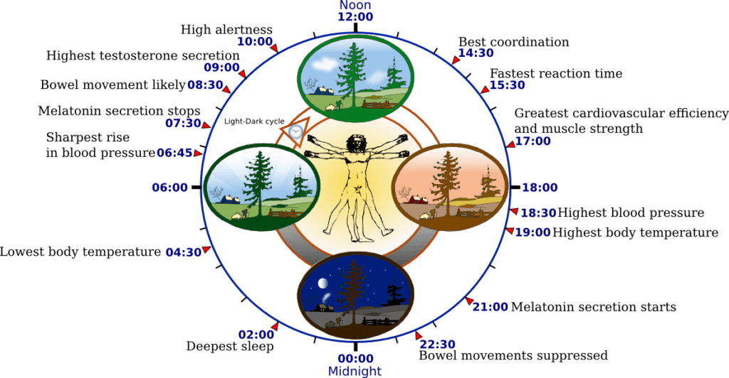 Chronobiology - Definition and Examples - Biology Online Dictionary