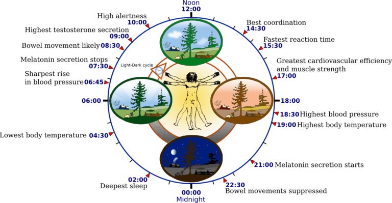 Chronobiology - Definition and Examples - Biology Online Dictionary