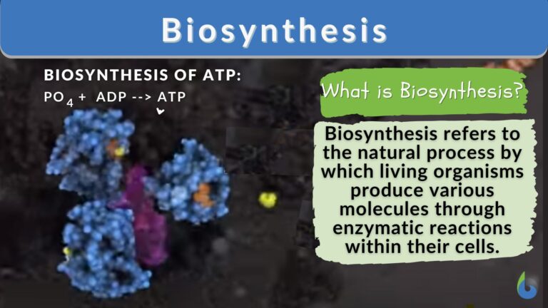 Biosynthesis - Definition and Examples - Biology Online Dictionary