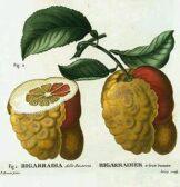 Chimera Definition and Examples - Biology Online Dictionary