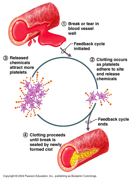 Positive Feedback Mechanism Blood Clotting Positive Feedback Mechanism Blood Clotting