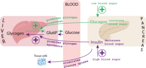 Polypeptide Definition and Examples - Biology Online Dictionary