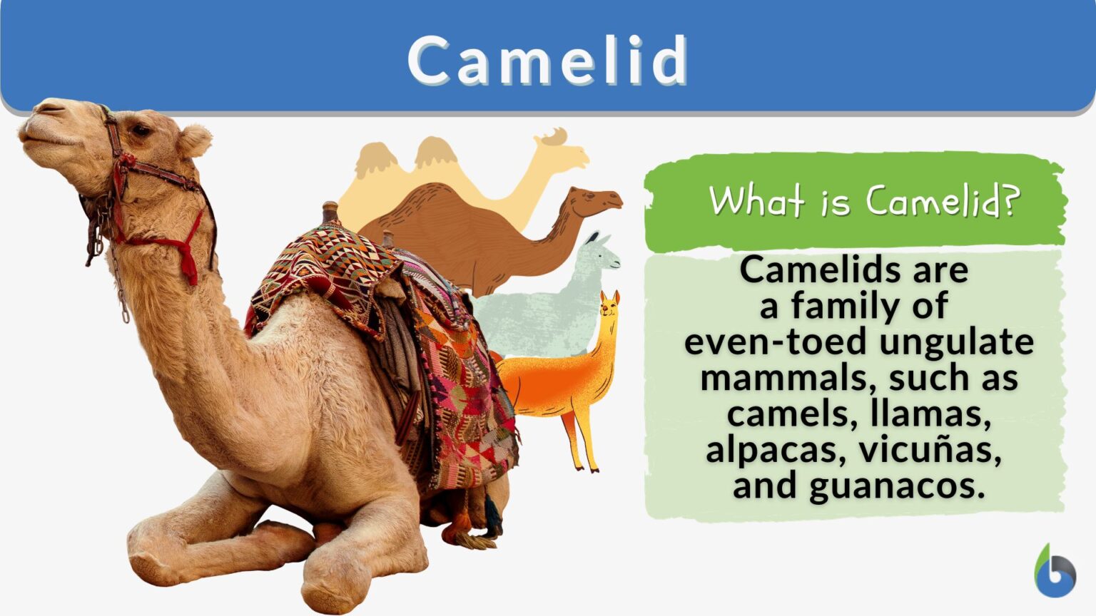Camelid - Definition and Examples - Biology Online Dictionary