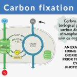 Carbon fixation - Definition and Examples - Biology Online Dictionary