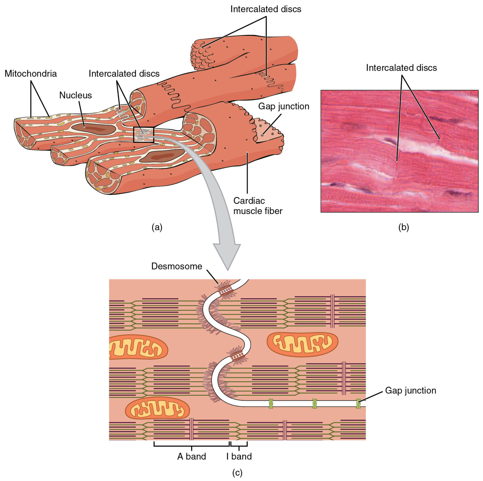 Myocardium Definition and Examples - Biology Online Dictionary