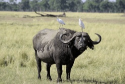 Commensalism Definition and Examples - Biology Online Dictionary