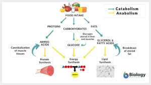 Catabolism Definition and Examples - Biology Online Dictionary