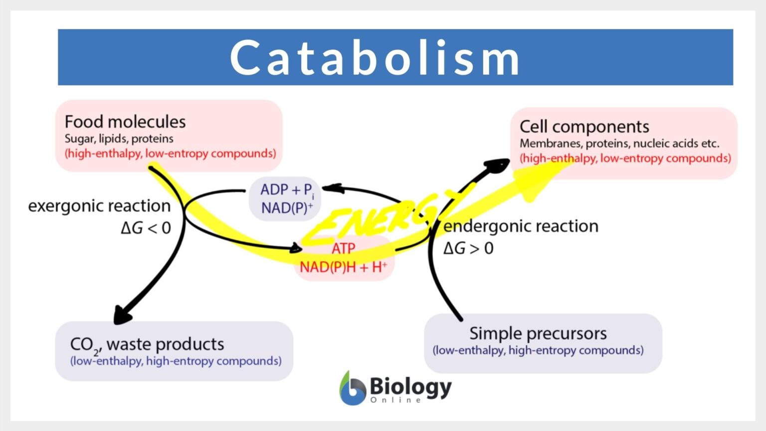 Catabolism Definition and Examples - Biology Online Dictionary