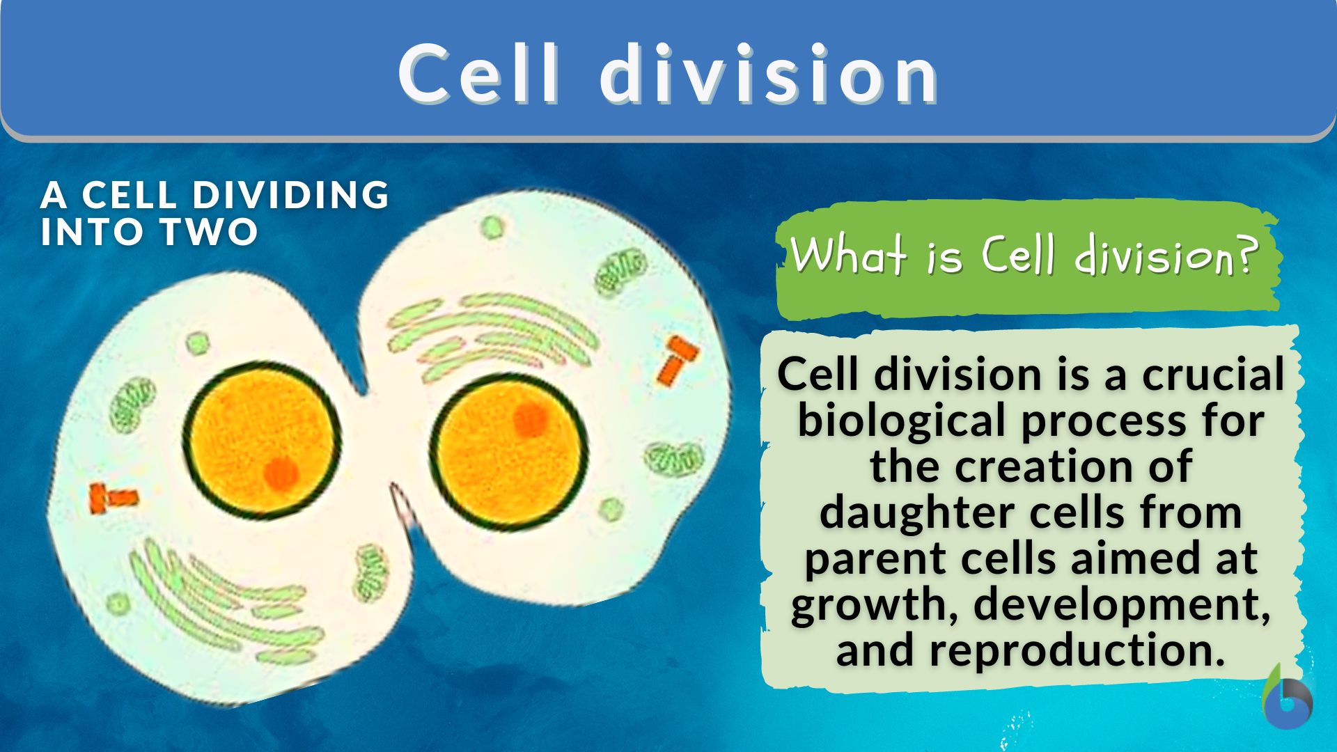 Cell Division Biology Simple