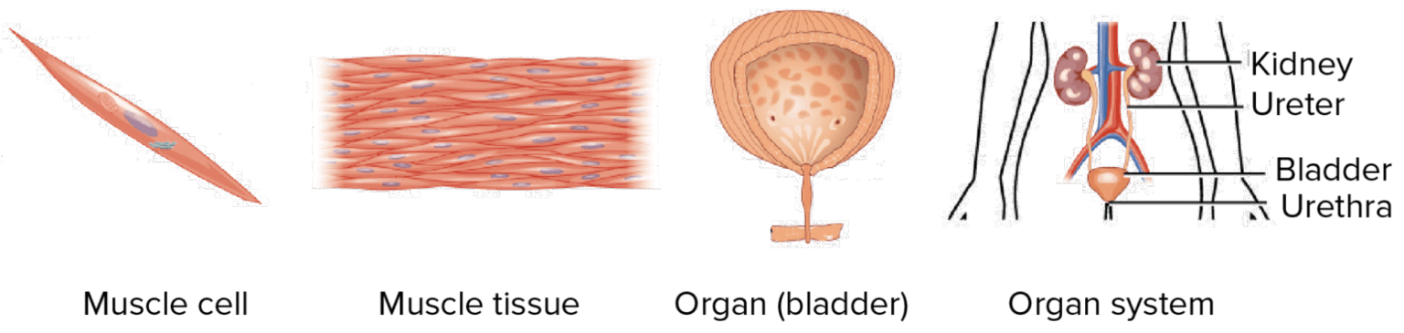 Anatomy - Definition and Examples - Biology Online Dictionary