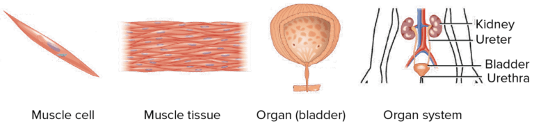 Anatomy - Definition and Examples - Biology Online Dictionary