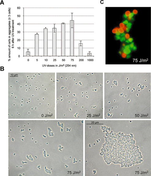 Archaea - Definition and Examples - Biology Online Dictionary