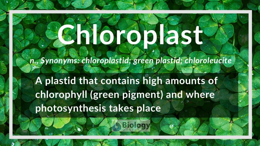 Chloroplast - Definition and Examples - Biology Online Dictionary