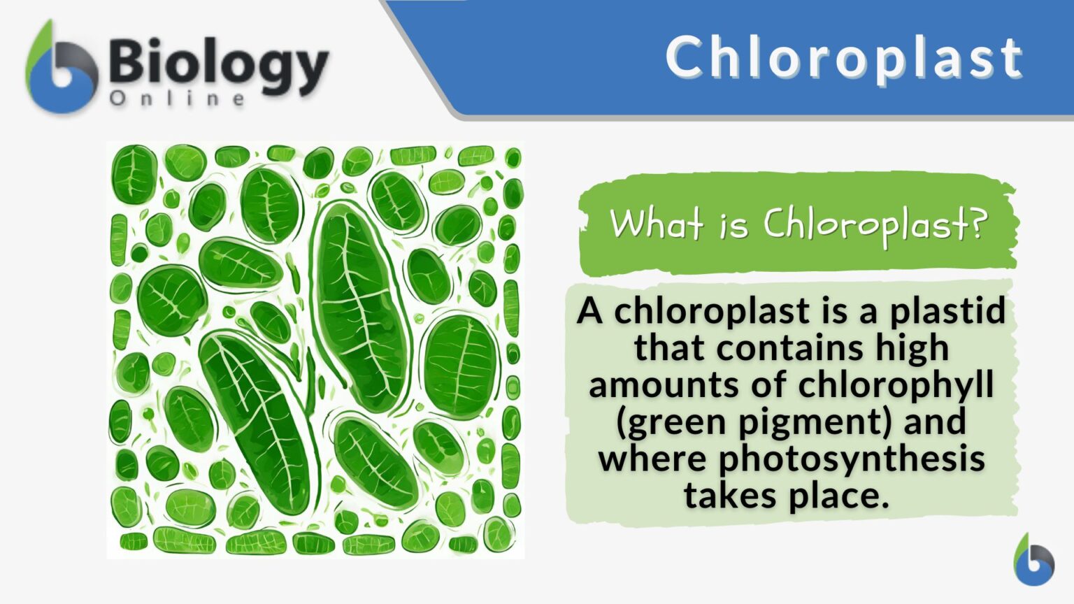 Chloroplast - Definition and Examples - Biology Online Dictionary