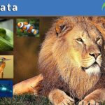 Chordata - Definition and Examples - Biology Online Dictionary