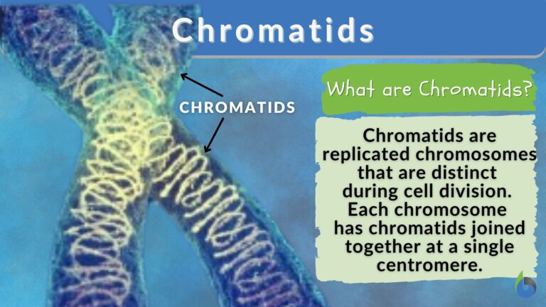 Chromatids - Definition and Examples - Biology Online Dictionary