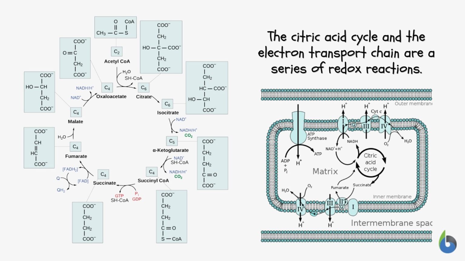 Redox reaction - Definition and Examples - Biology Online Dictionary