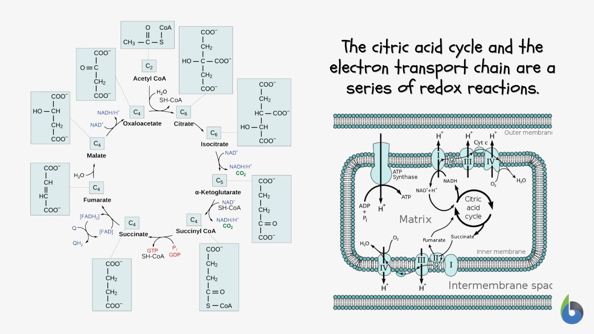 Redox reaction - Definition and Examples - Biology Online Dictionary